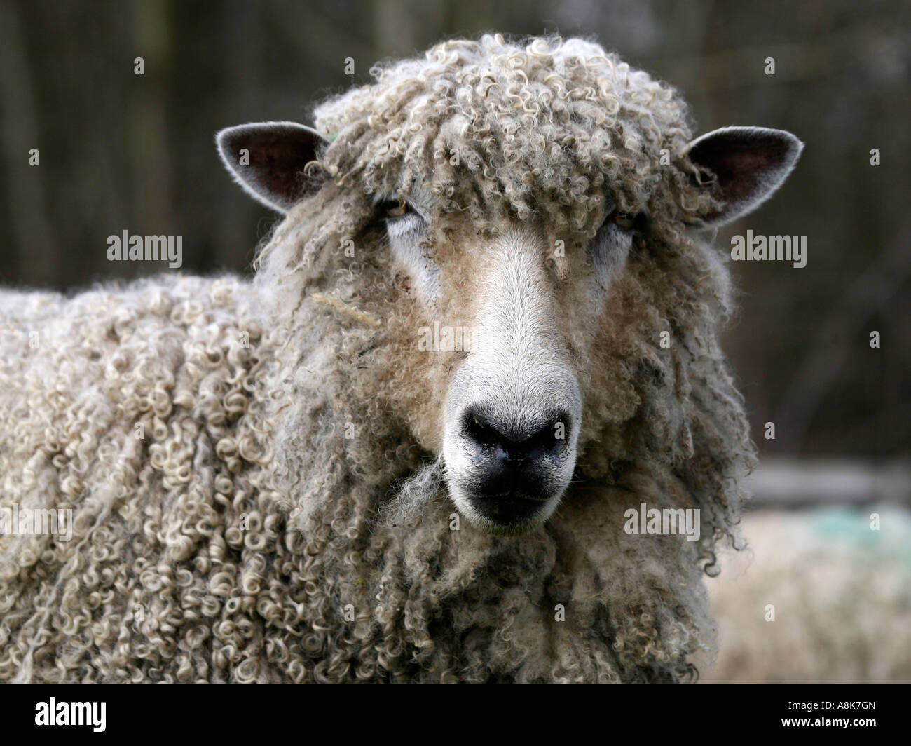 Sheeps Face Stock Photos & Sheeps Face Stock Images - Alamy