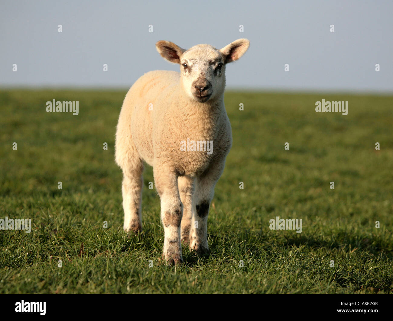 A small lamb standing in a field Stock Photo - Alamy