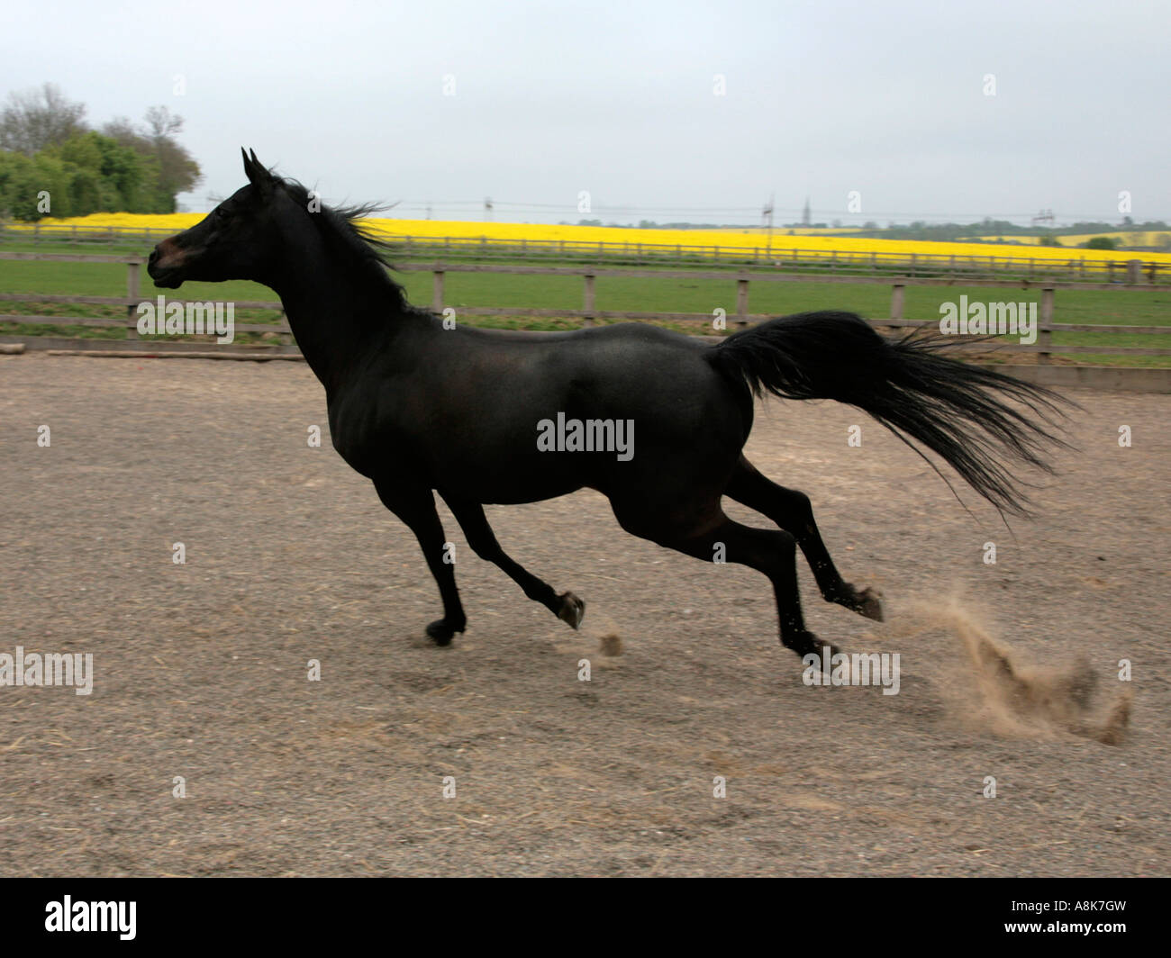 Black Arabian Horses Running