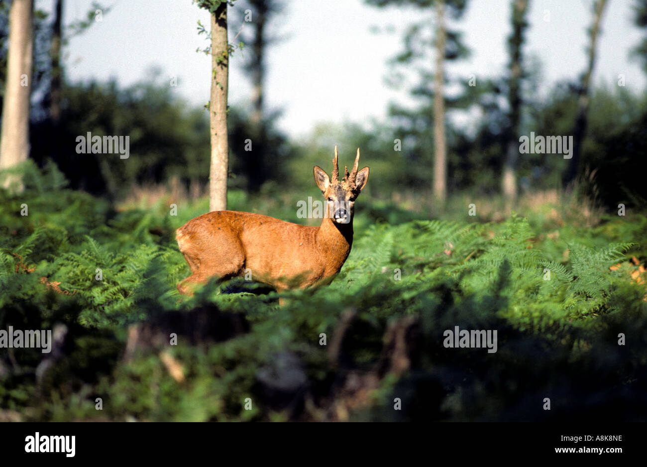 Bradfield woods nature reserve hi-res stock photography and images - Alamy