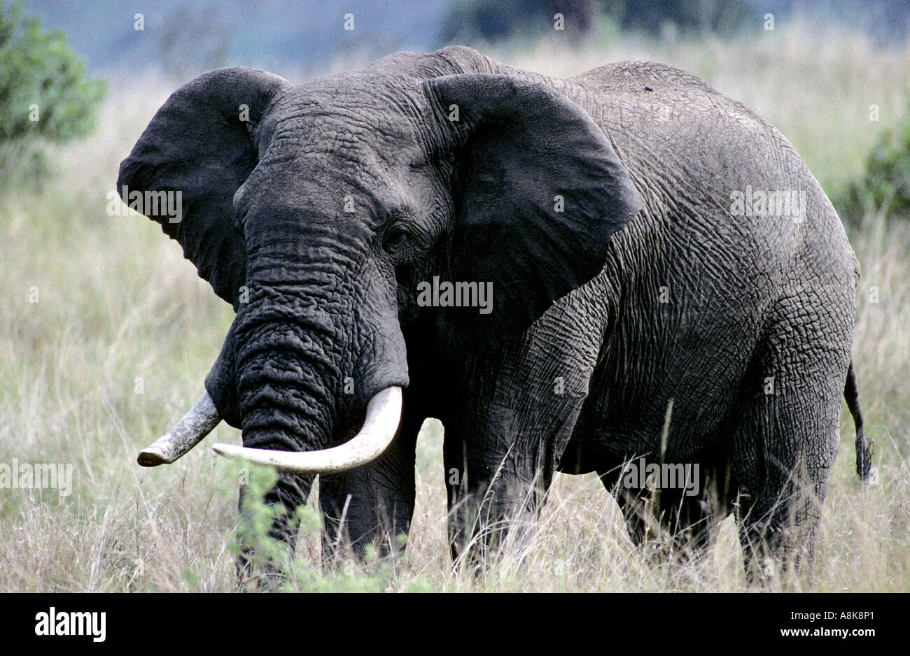 African bull elephant Stock Photo - Alamy