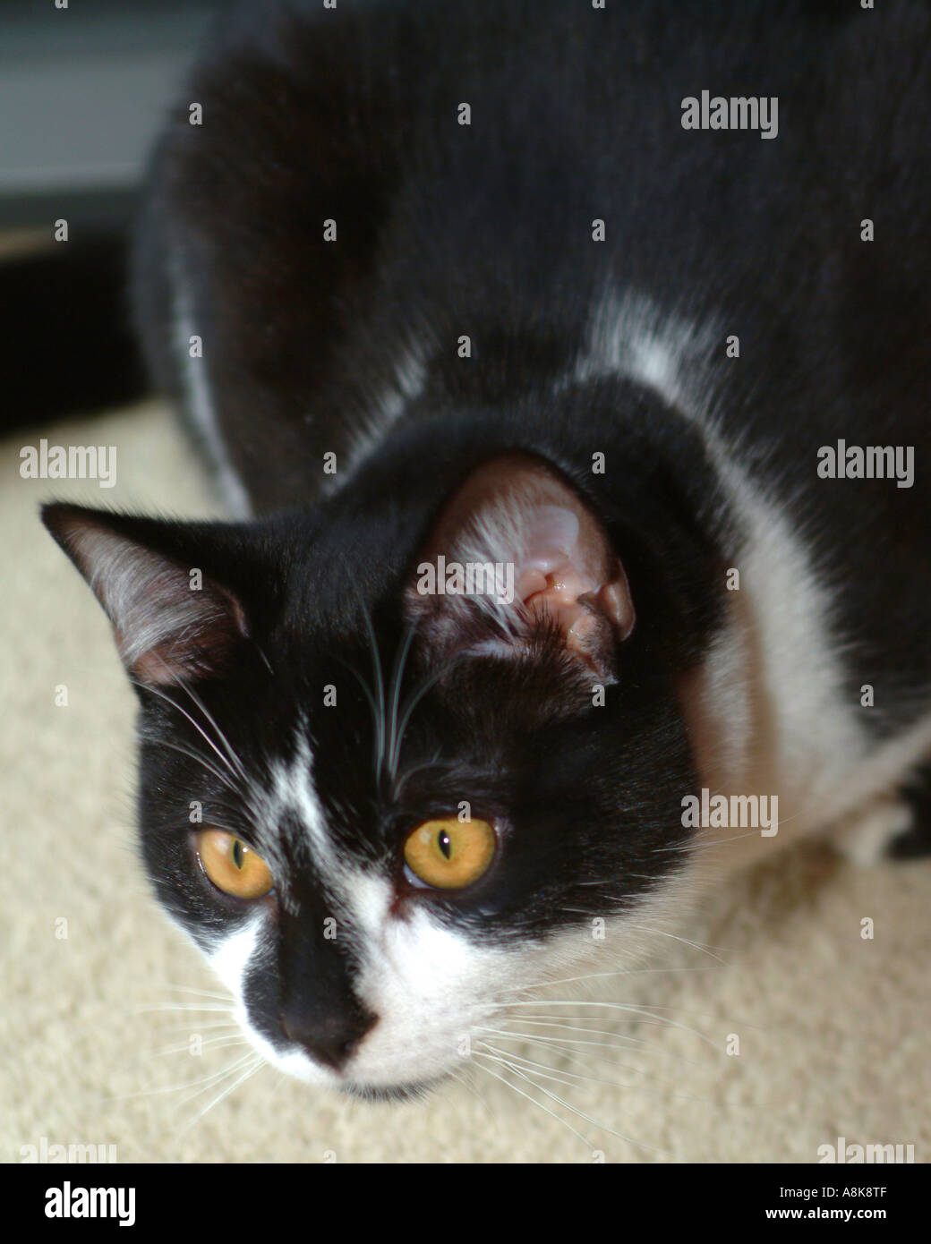 Cat pounce hi-res stock photography and images - Alamy