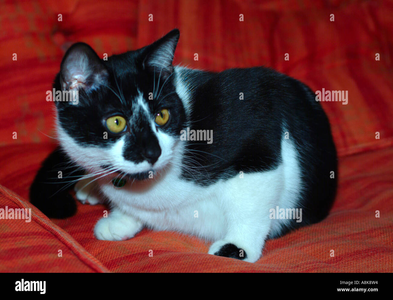 Tat the Cat Sitting on Cushion Stock Photo - Alamy