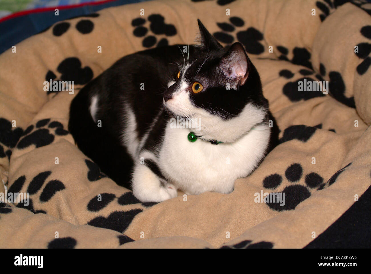 Black and white pouncing cat hi-res stock photography and images - Alamy