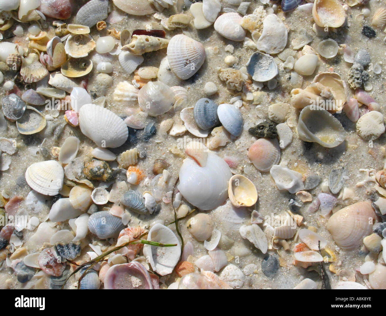 Closeup of Beautiful Shells on Beach at Longboat Key Florida USA Stock ...