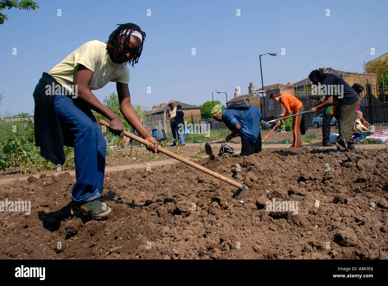 Learning skills of hoeing at allotment in South London on training ...