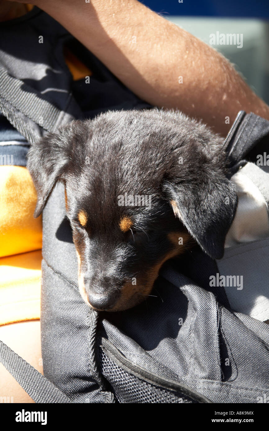Carried dog hi-res stock photography and images - Alamy