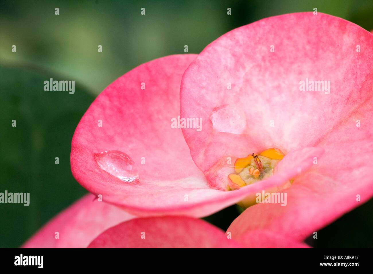 Euphorbia sp flower hi-res stock photography and images - Alamy