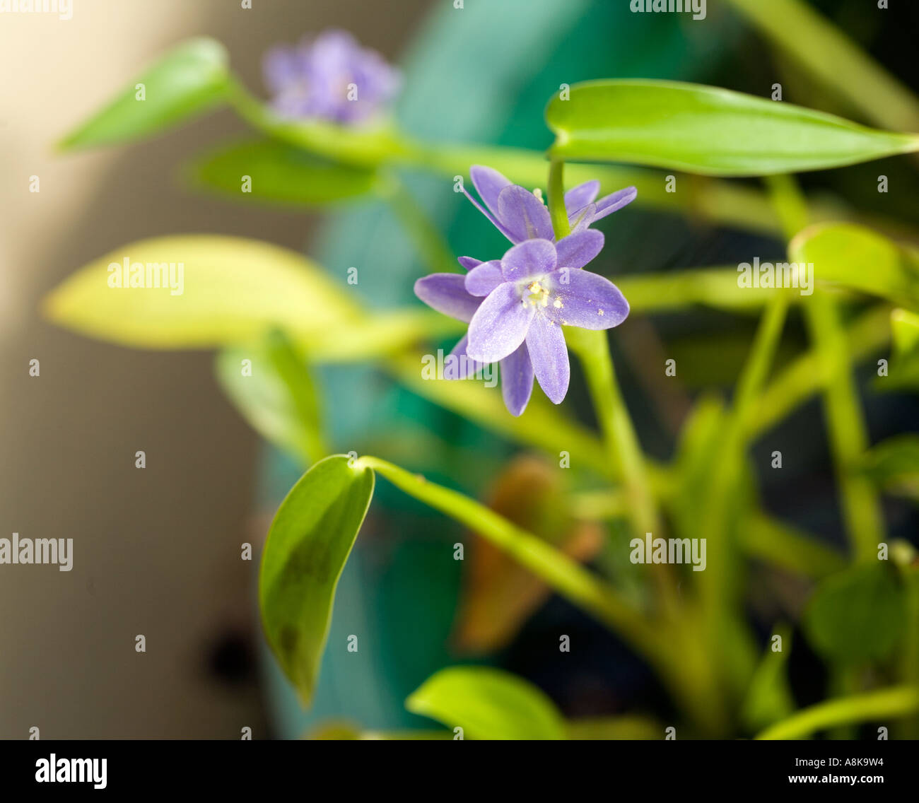 Monochoria vaginalis Pickerel weed Stock Photo - Alamy