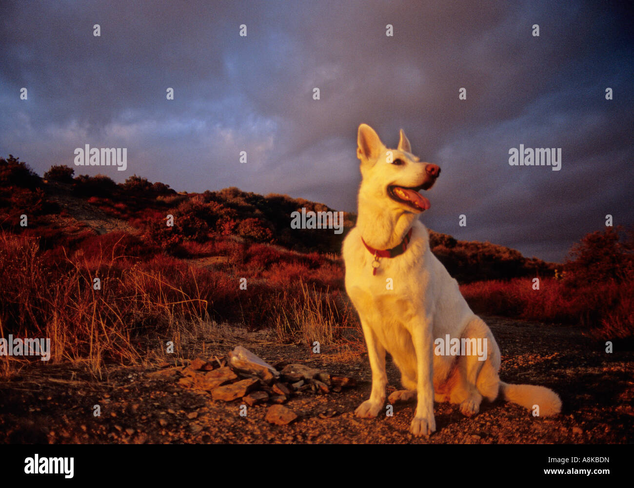 Are German Shepherds Dramatic