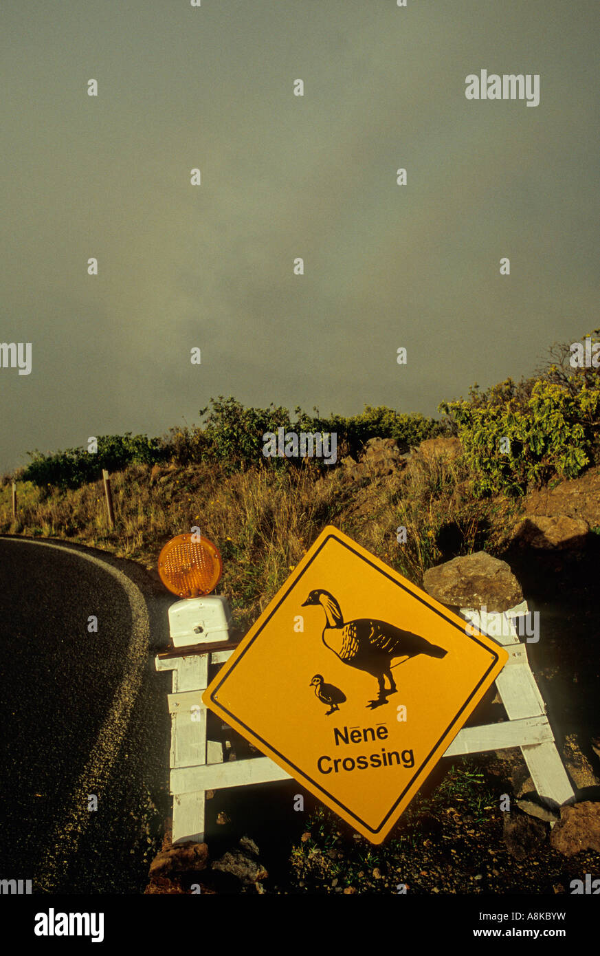 Nene crossing sign on Haleakala Highway on Maui Stock Photo - Alamy