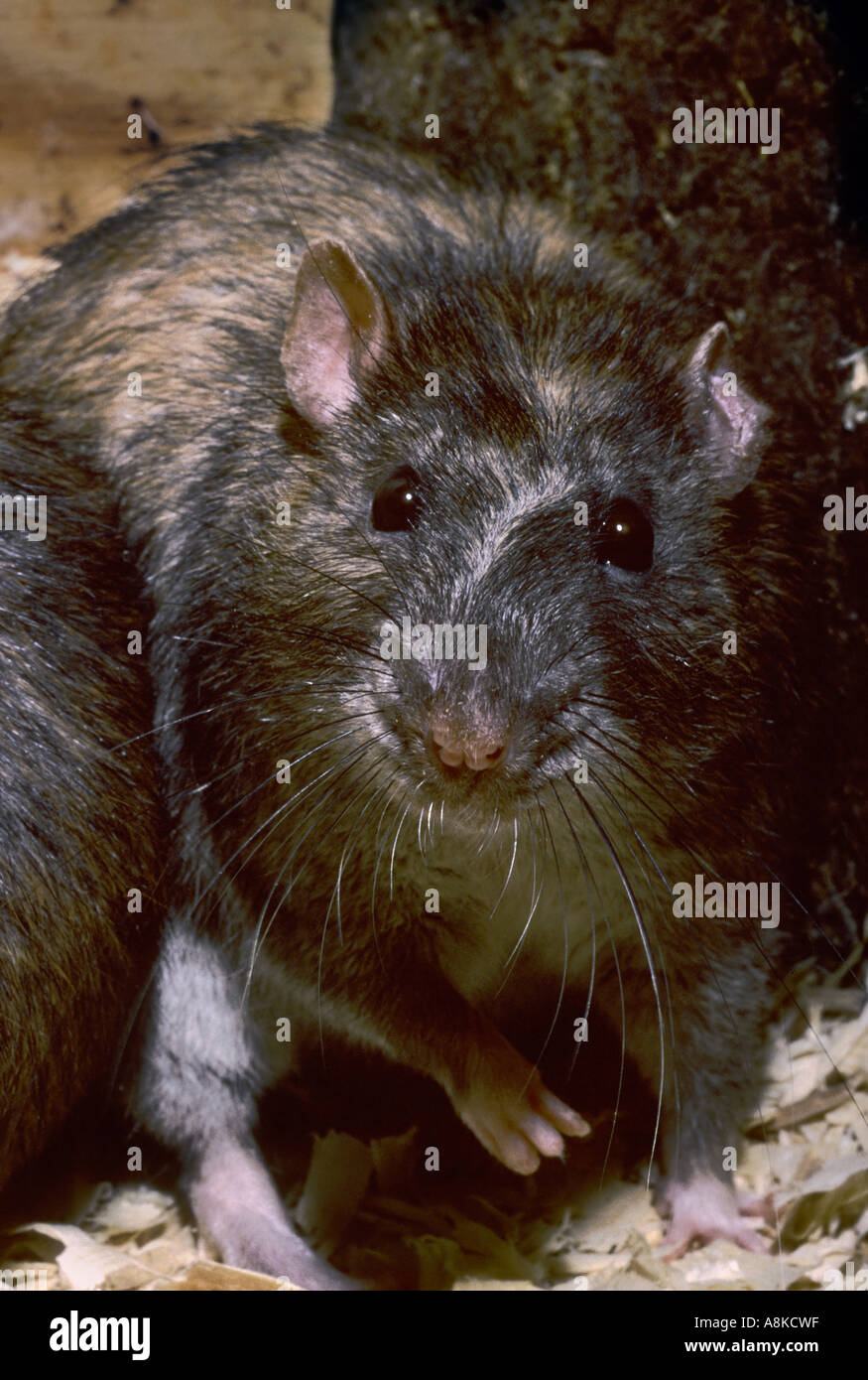 Brown rat uk farm hi-res stock photography and images - Alamy