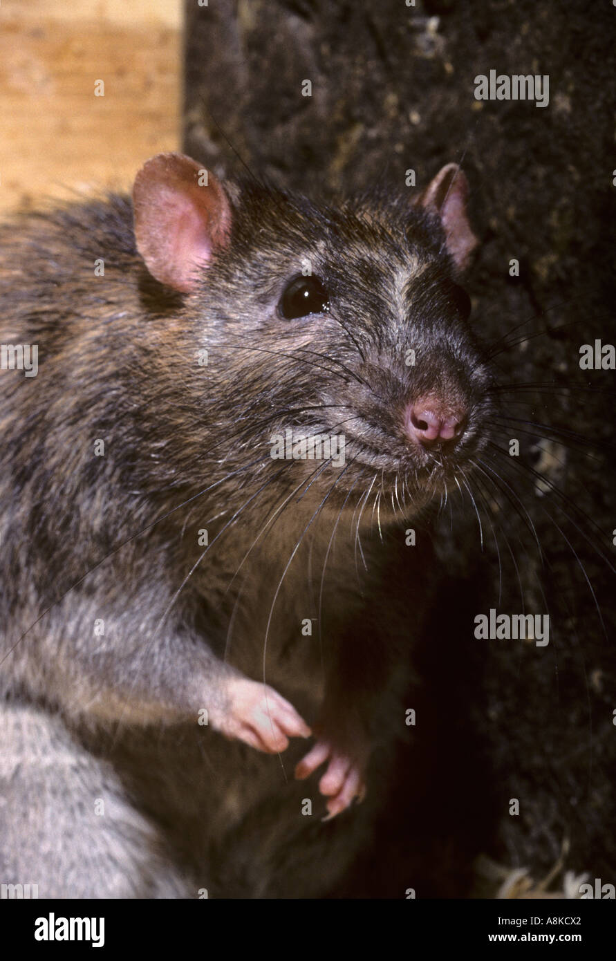 Norway rat hi-res stock photography and images - Alamy