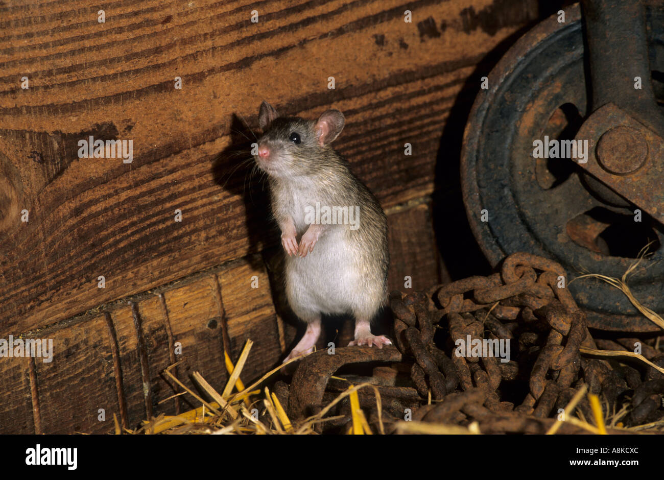 Brown or norway rat Rattus norvegicus. Captive Stock Photo - Alamy