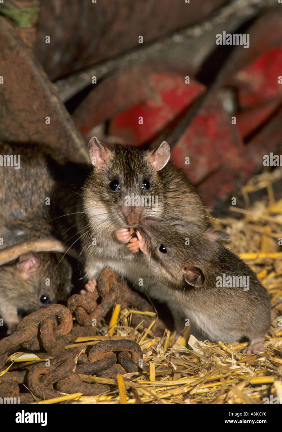 Brown rat uk farm hi-res stock photography and images - Alamy