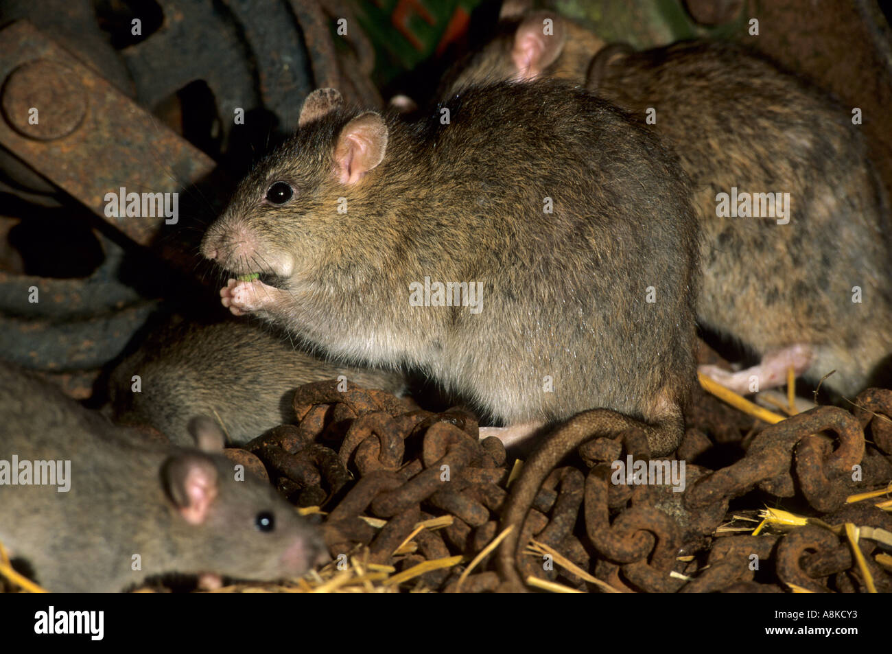 Brown or norway rat Rattus norvegicus. Captive Stock Photo - Alamy