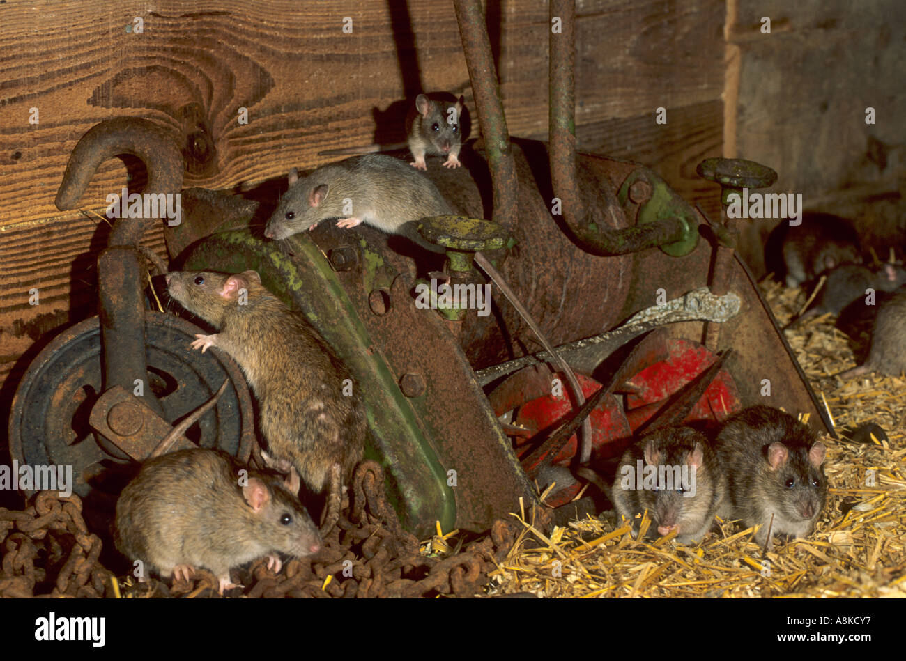 Brown or norway rat Rattus norvegicus. Captive Stock Photo - Alamy