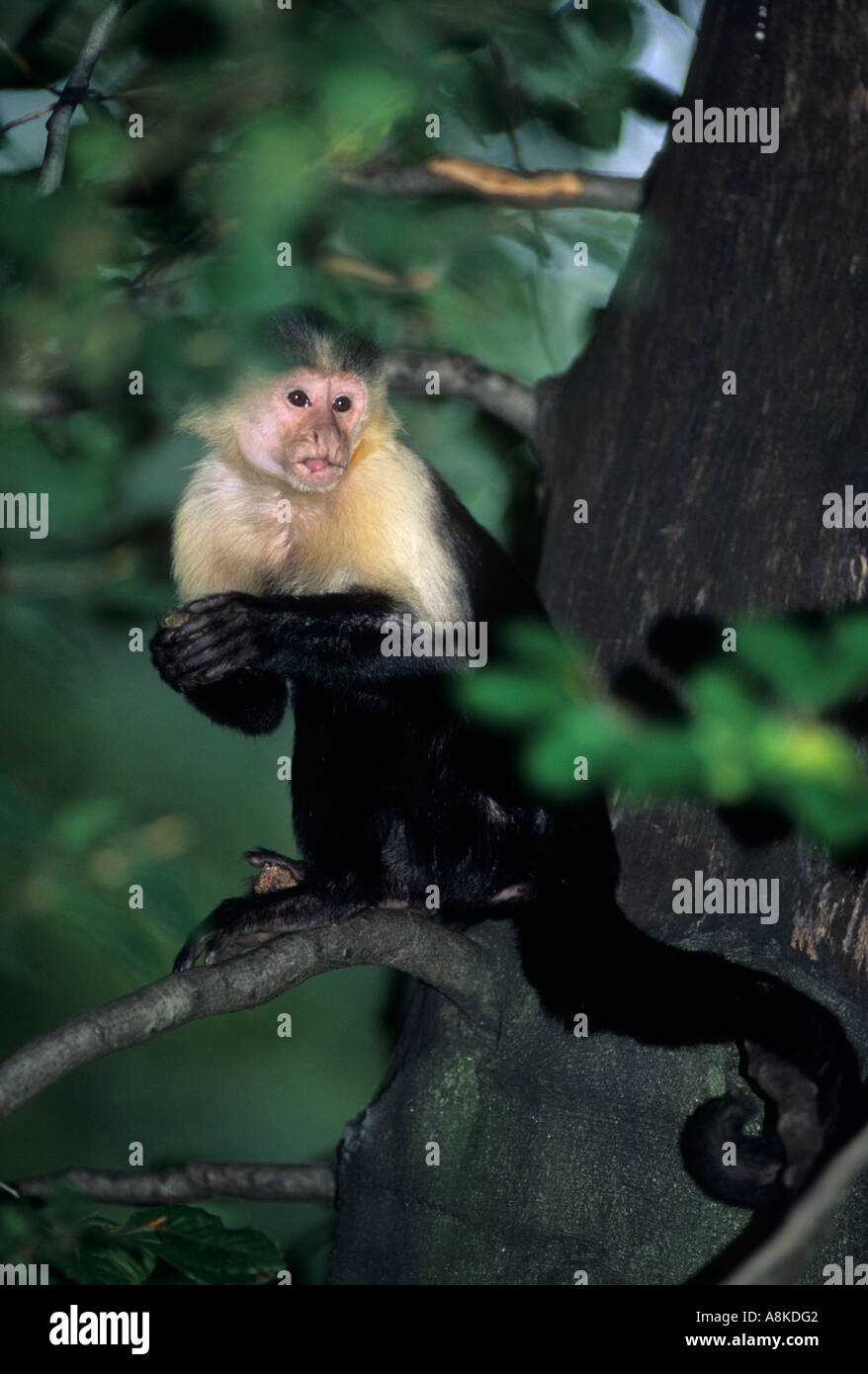 White fronted capuchin hi-res stock photography and images - Alamy