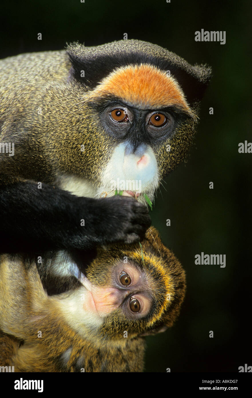 De Brazza monkey Cercopithecus neglectus captive Stock Photo - Alamy