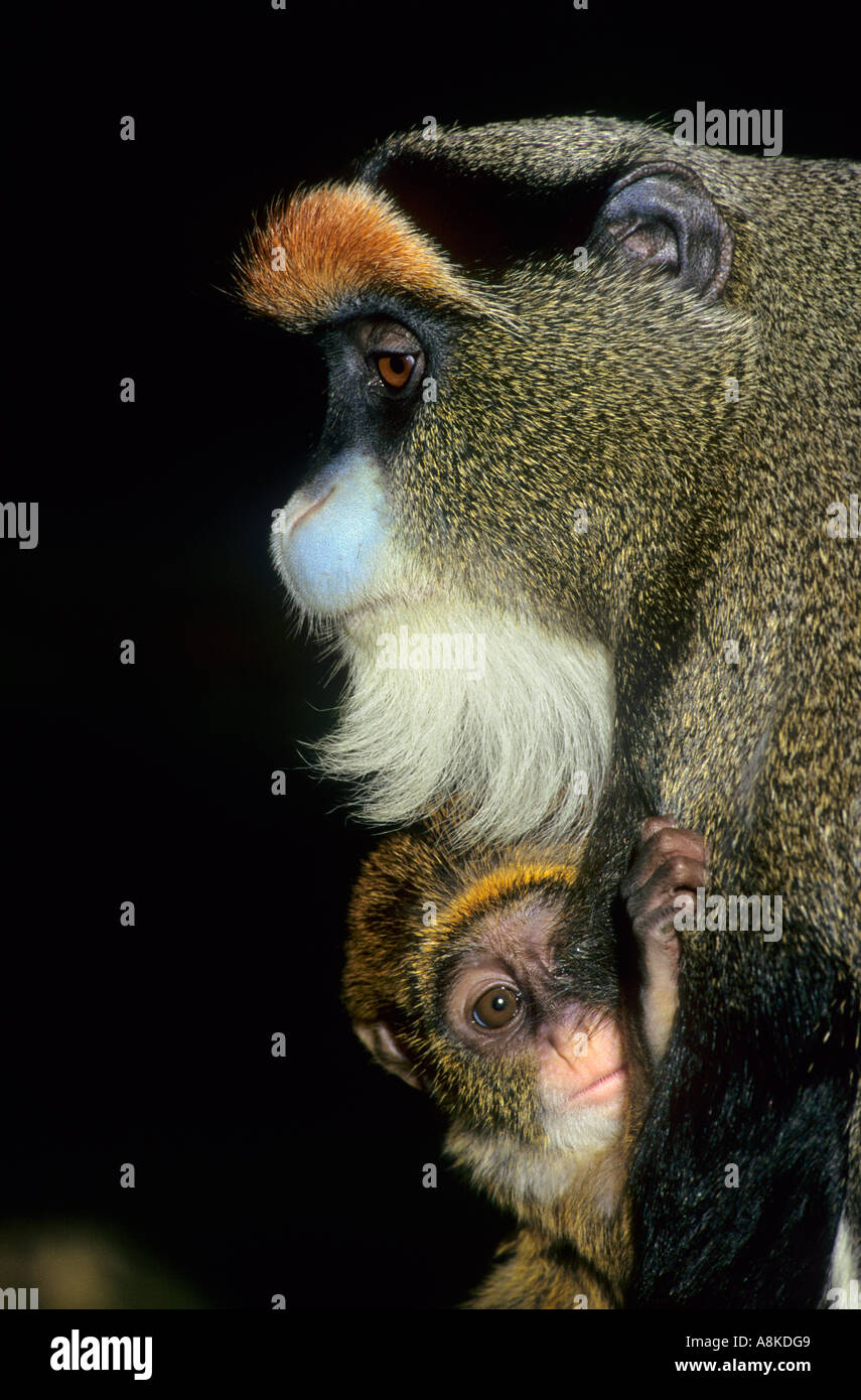 De brazza hi-res stock photography and images - Alamy