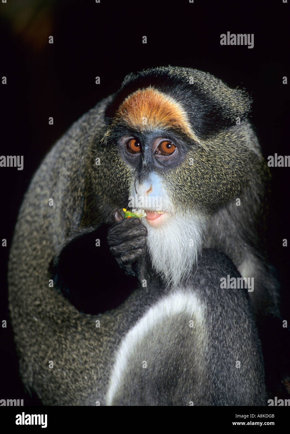 De Brazza monkey Cercopithecus neglectus captive Stock Photo - Alamy