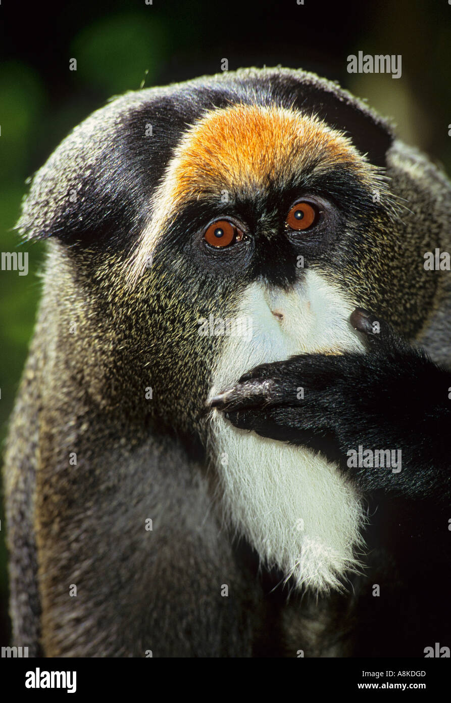 De brazza hi-res stock photography and images - Alamy