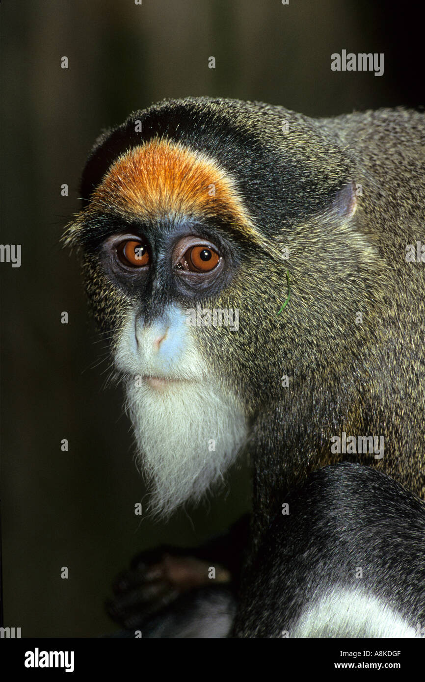 De brazza hi-res stock photography and images - Alamy