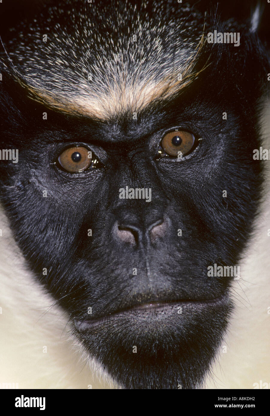 Diana monkey Cercopithecus diana West Africa Captive Stock Photo - Alamy