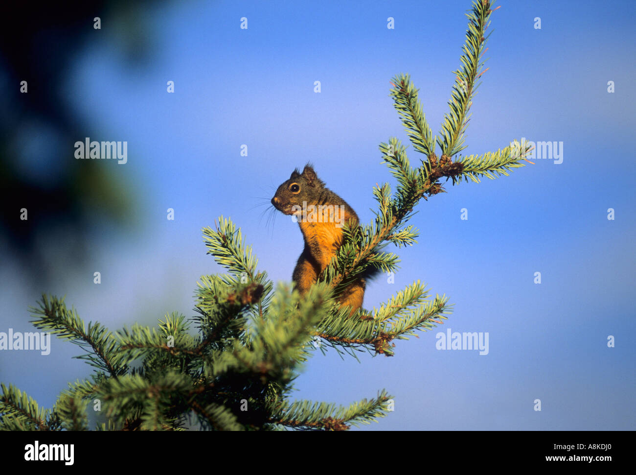 Douglas squirrel hi-res stock photography and images - Alamy