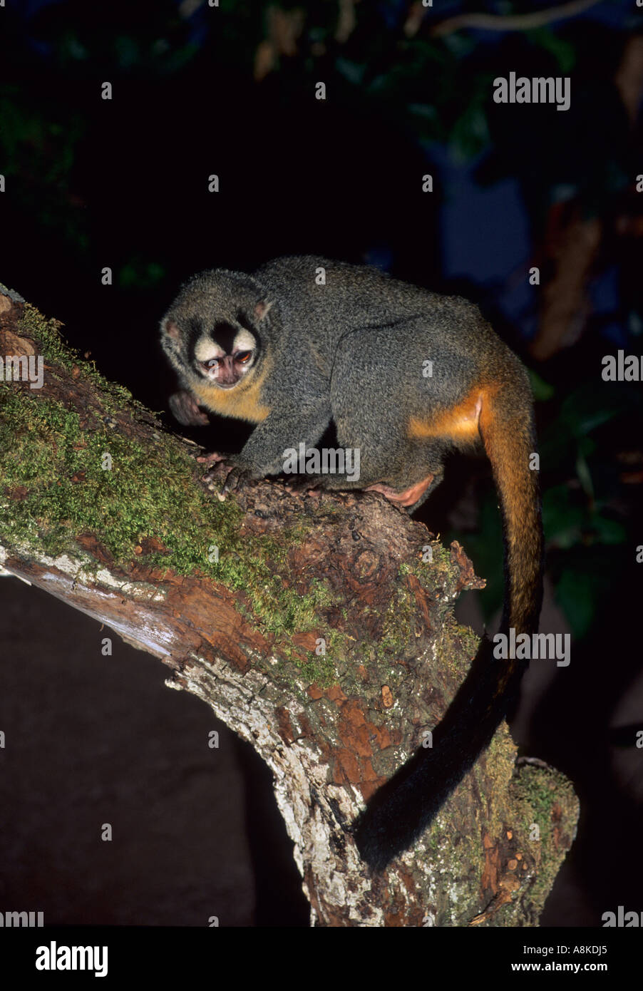 Aotus trivirgatus hi-res stock photography and images - Alamy
