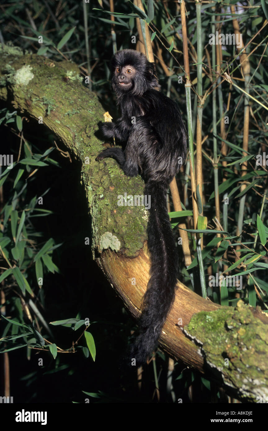 Goeldi's Monkey Callimico goeldii Tropical South America Captive eating ...