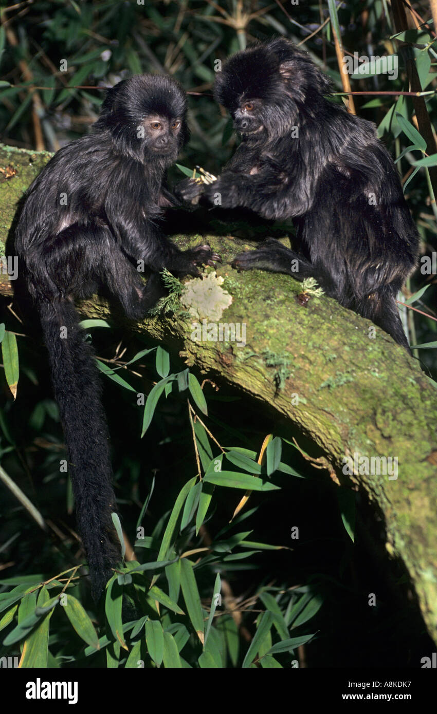 Goeldis monkey callimico goeldii hi-res stock photography and images ...