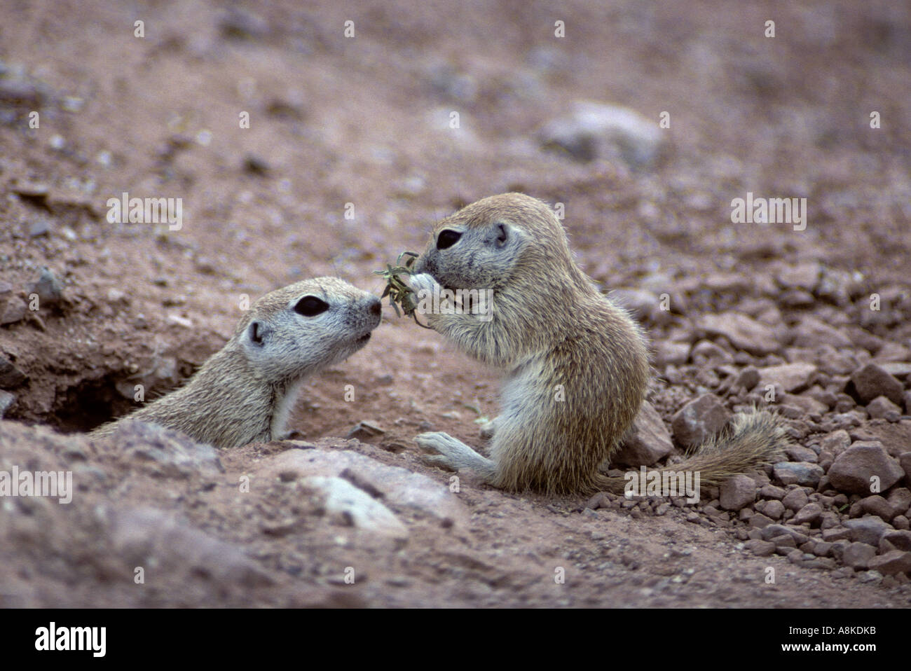 Round Tailed Ground Squirrel Spermophilus tereticaudus Arizona Stock ...