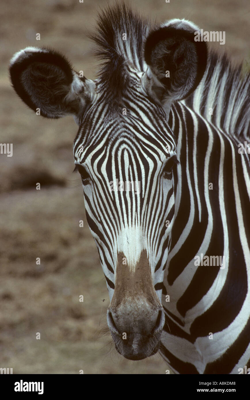 Grevy s Zebra Equus grevyi Northeast Africa. Captive Stock Photo - Alamy