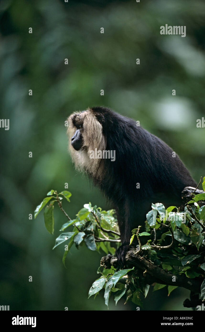 Lion-tailed macaque Macaca silenus India. Captive Stock Photo - Alamy