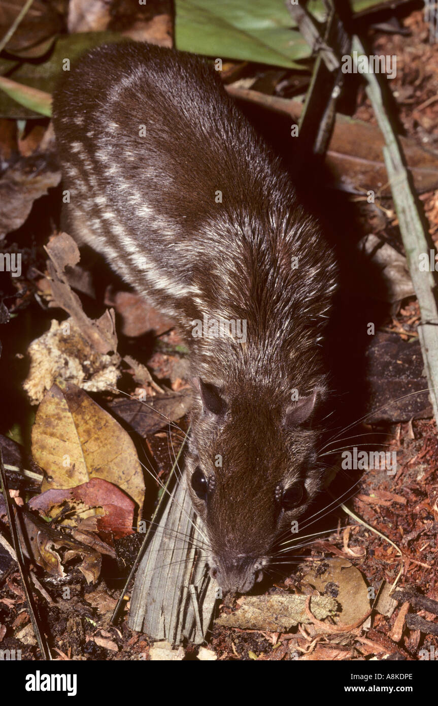 Paca rodent hi-res stock photography and images - Alamy