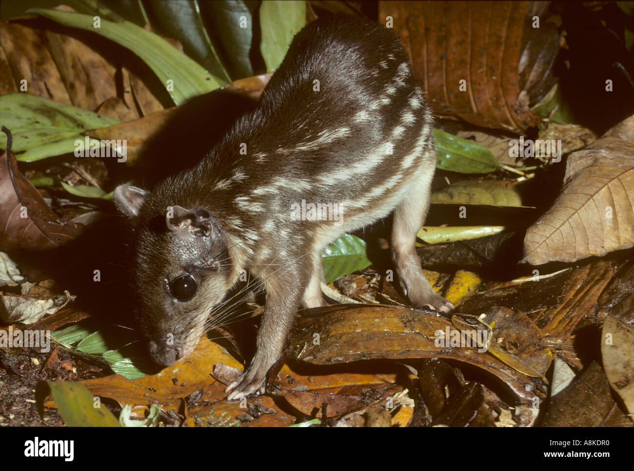 Paca rodent hi-res stock photography and images - Alamy