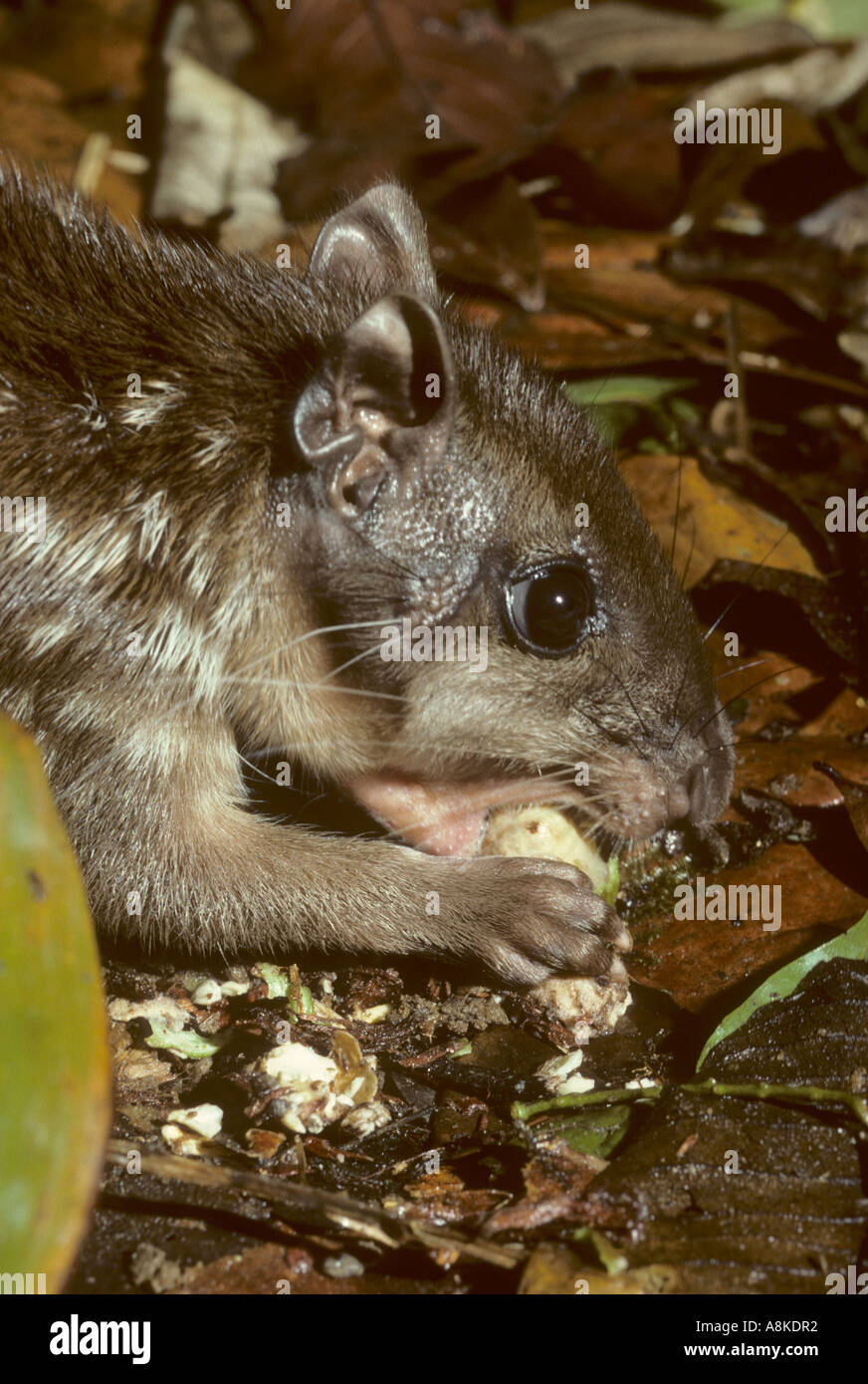 Paca rodent hi-res stock photography and images - Alamy
