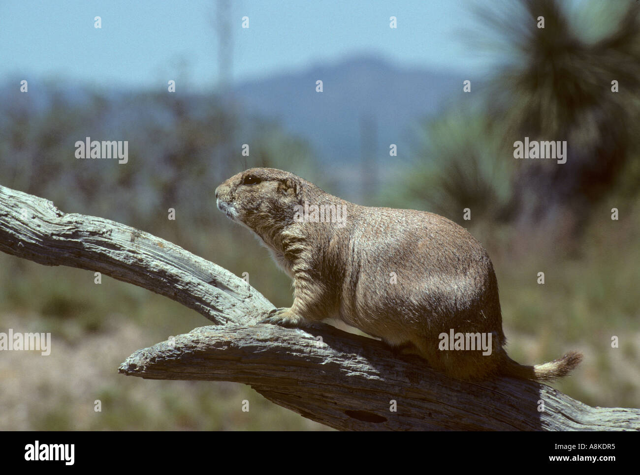 Black tailed Prairie Dog C ludovicianus Western United States ...