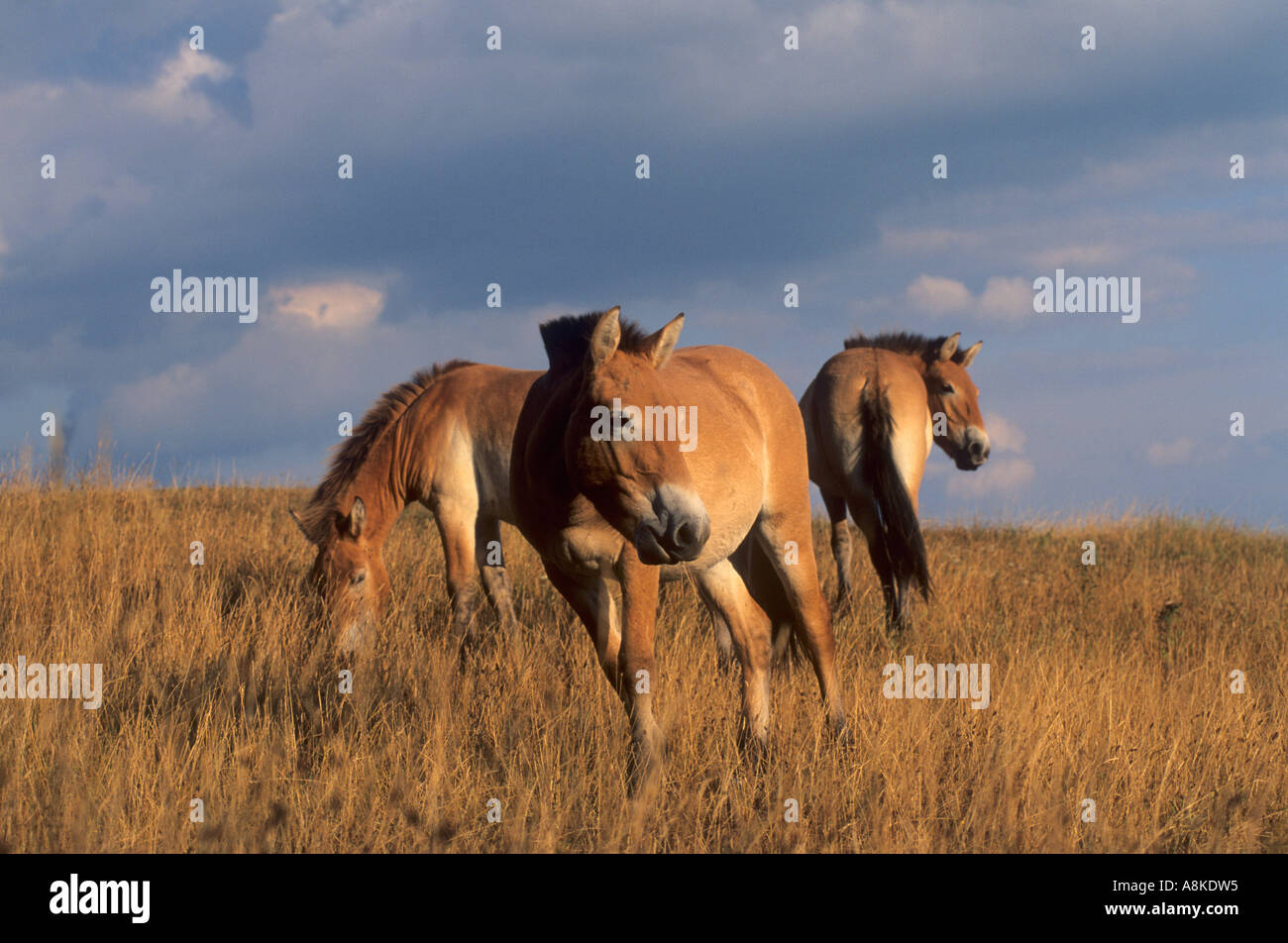 Przewalski s Horse Equus przewalskii Mongolia Central Asia Port Lympne ...