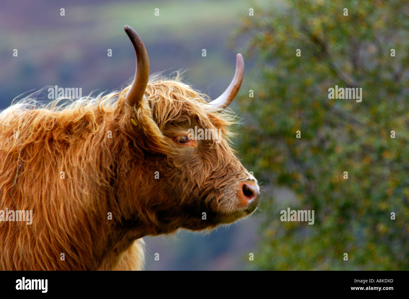 Nice highly saturated head and shoulders close up side profile portrait ...