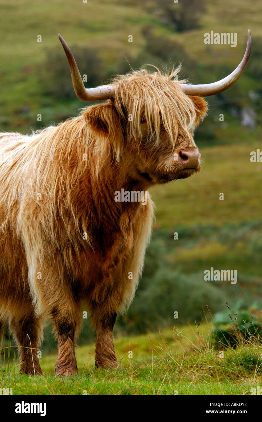 Highland cattle adult scotland hi-res stock photography and images - Alamy