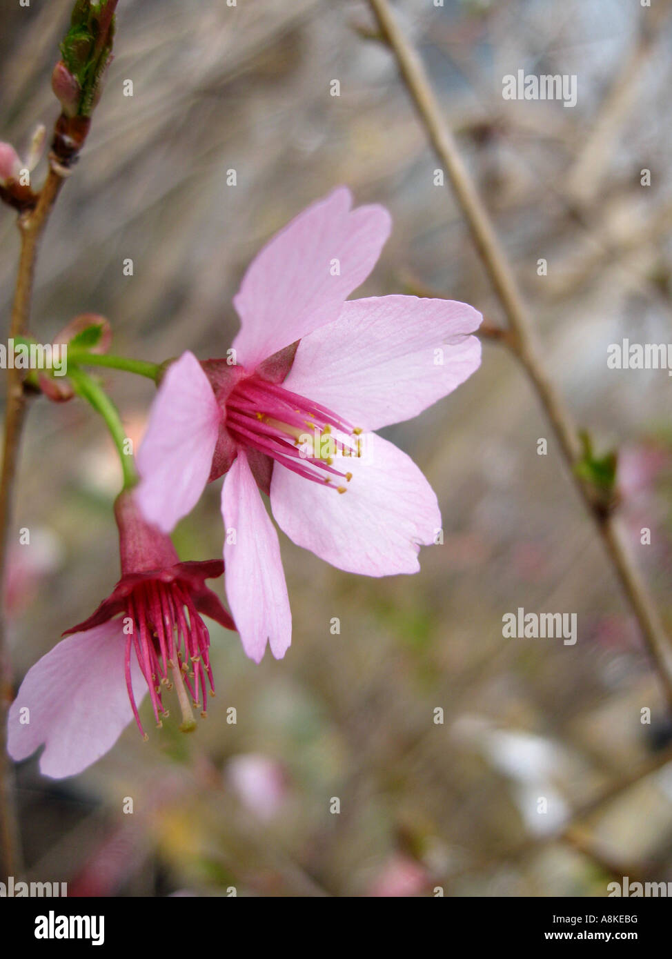 Red purple center hi-res stock photography and images - Alamy