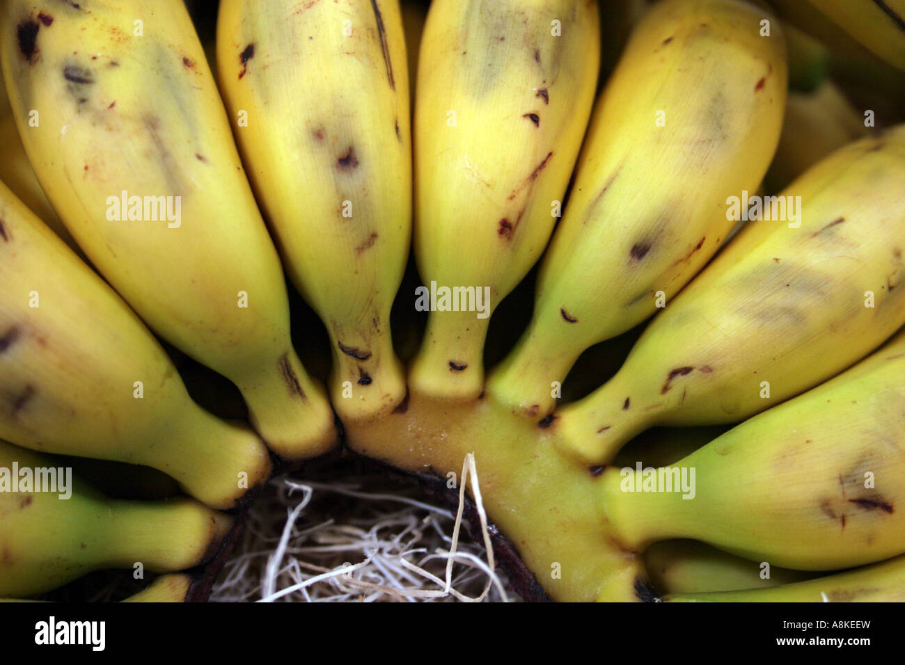 Bunch of ripe bananas Stock Photo - Alamy