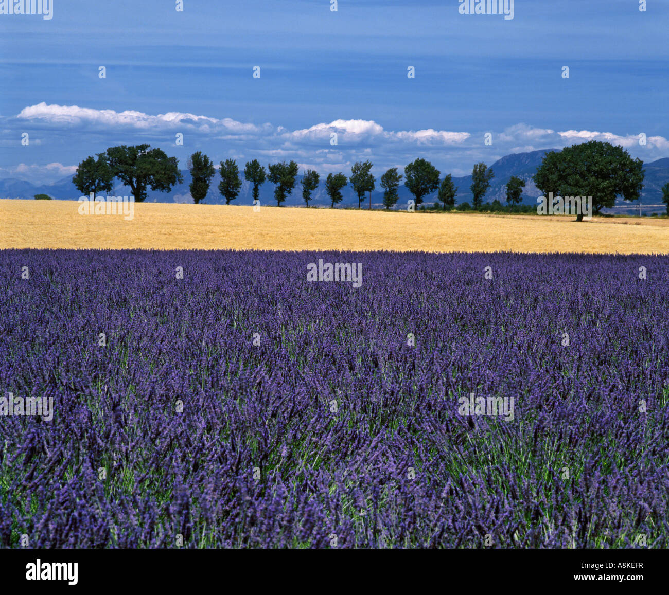Riez alpes de haute provence hi-res stock photography and images - Alamy