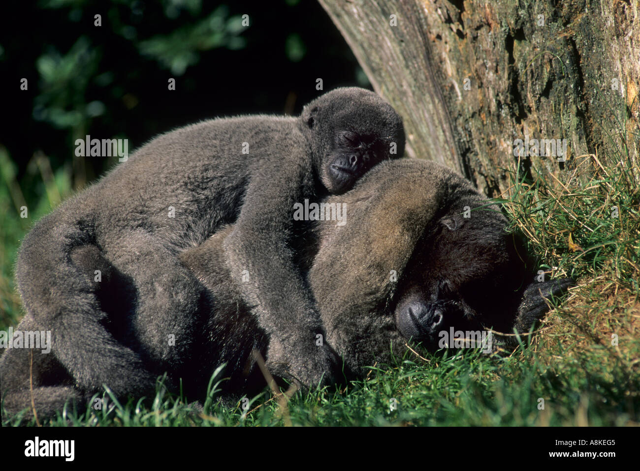 Common or Humbolt s Woolly Monkey Lagothrix lagothricha Captive Stock ...