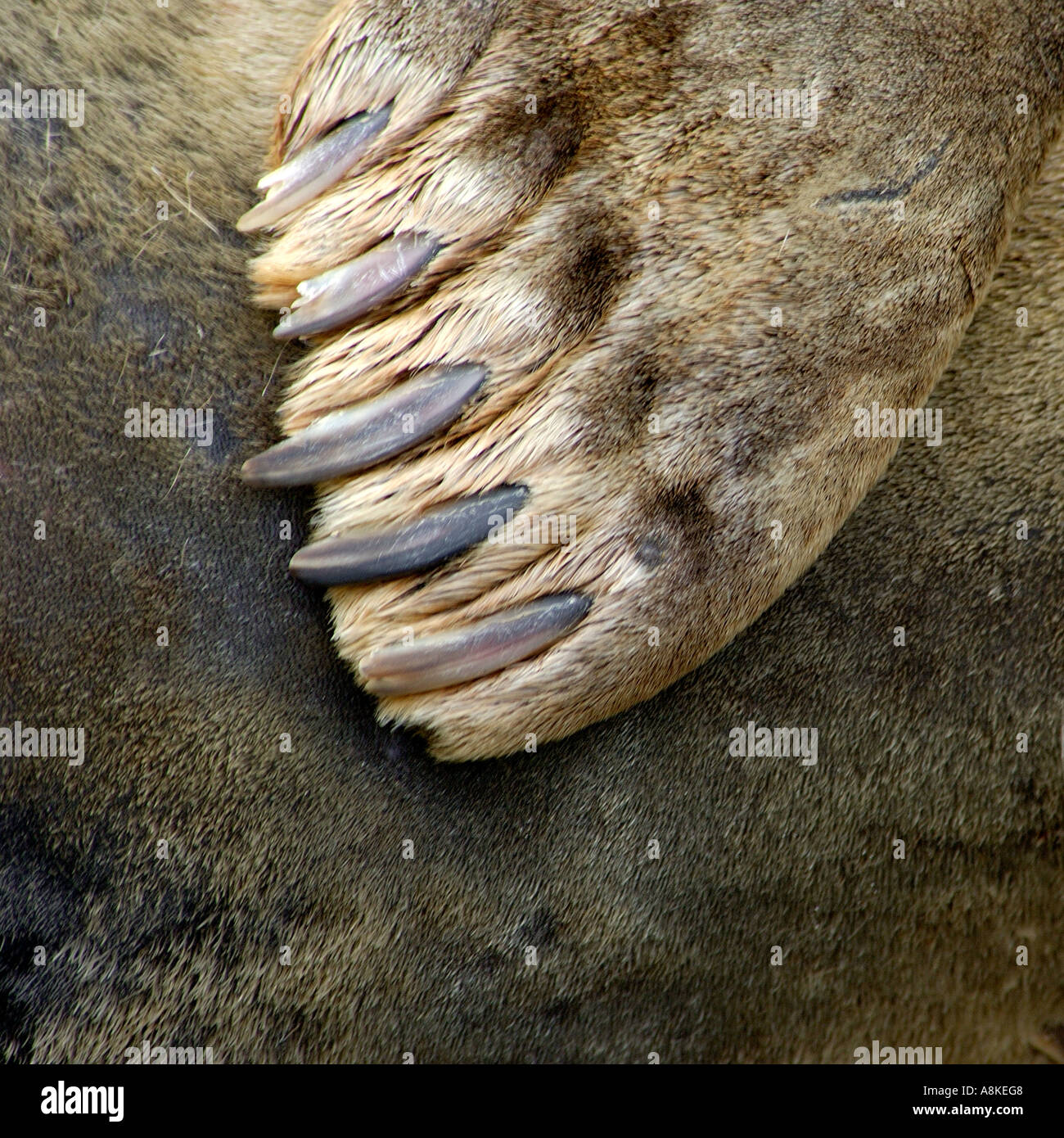 Nicely detailed close up image of the side flipper of a Grey Seal or ...