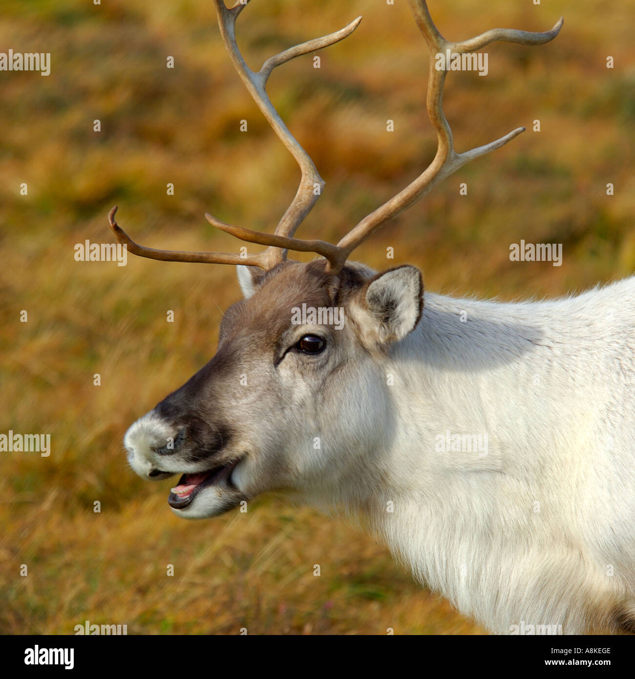 Young Caribou Antlers