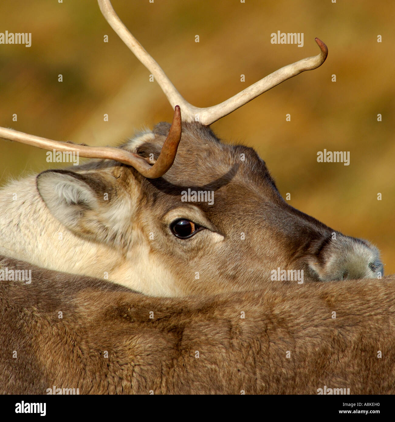 Cute portrait of a reindeer looking across its own back nibbling its ...
