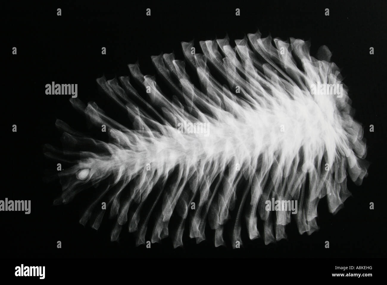 X-ray of a pine cone Stock Photo - Alamy